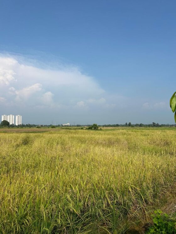 Paddy Field Fertilizer Results with Borochemie NPK 16-16-16