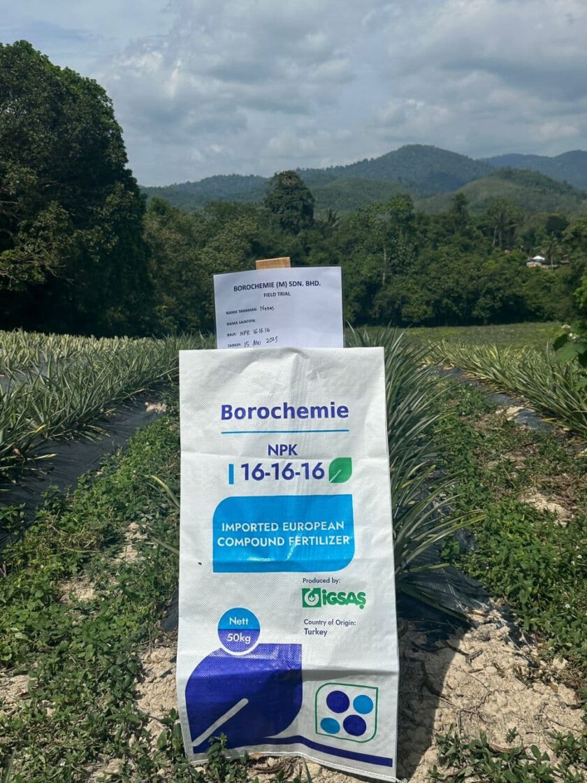 Case Study: Pineapple Improvement with Borochemie Fertilizer